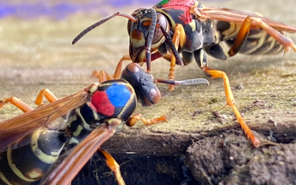 Face Value: The Cooperative Choices of Paper Wasps - Rackham Graduate ...